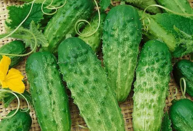 Izgled Cucumbers Phoenix