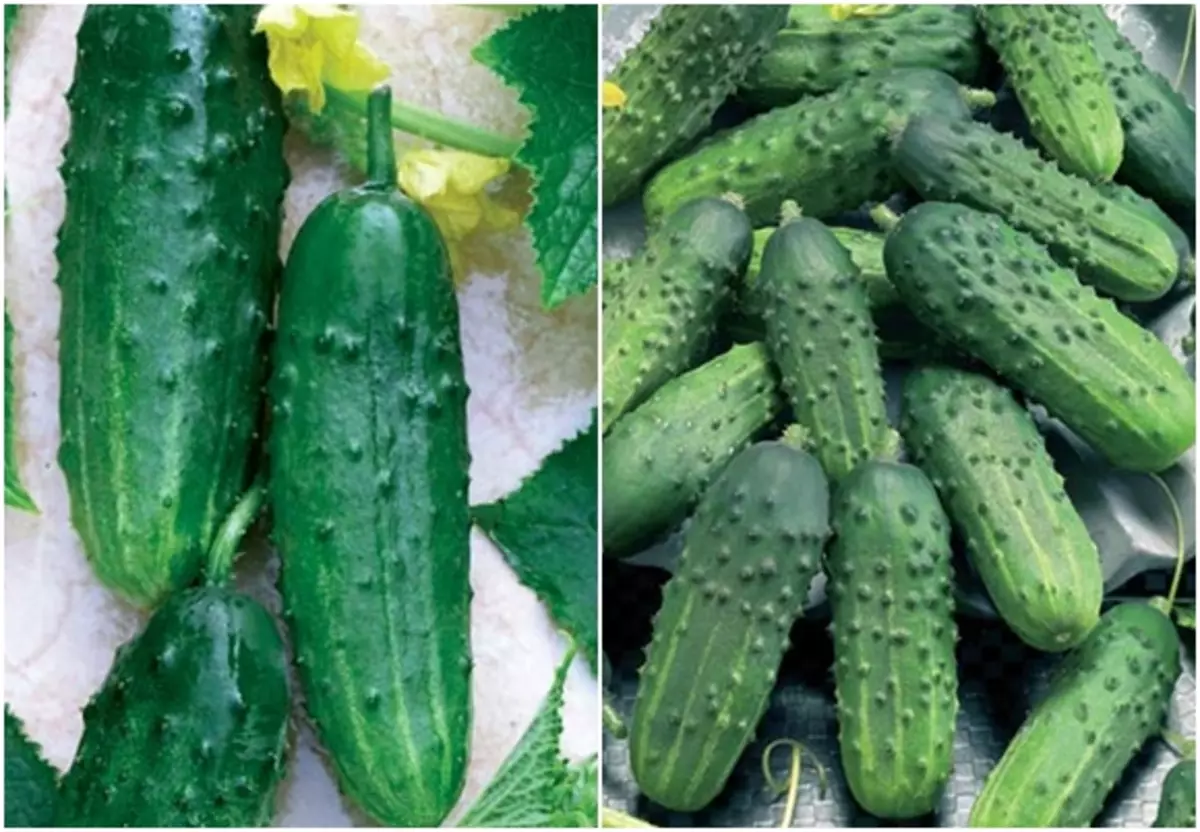 Cucumber Phoenix dina tabél