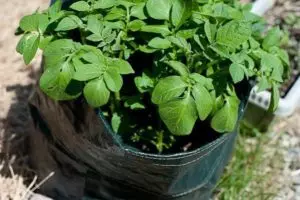 감자 Geelli 품종, 재배의 특성 및 수확량에 대한 설명