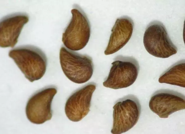 Lapchak seeds.