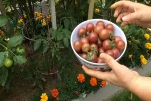 Beskrywing en opbrengs van tamatie Cherry Negro Tomato