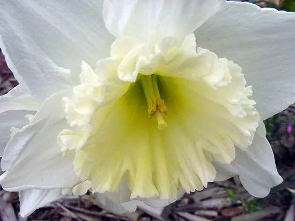Narcissus Mount Hood: Περιγραφή και χαρακτηριστικά των ποικιλιών, προσγείωση, φροντίδα και αναπαραγωγή