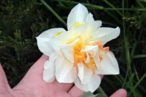Kuvaus ja ominaisuudet Narcissal Lajike Replit, kasvava ja hoito