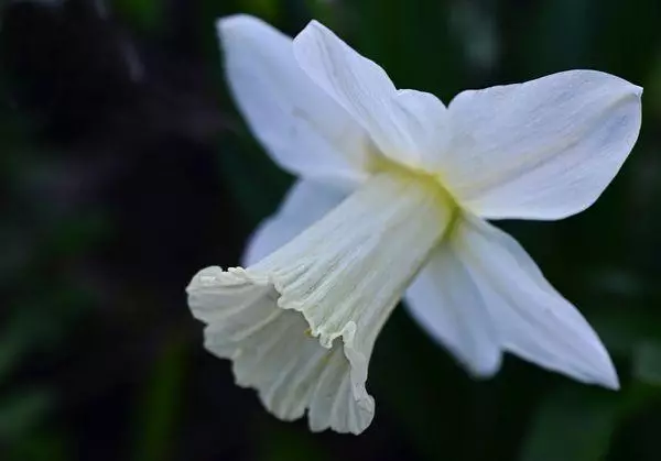 Lule e bardhë