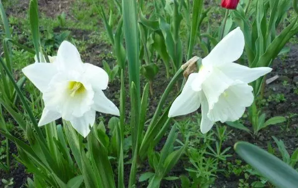 Flowering Narcissov