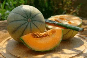 Cantalup Melon (Musky), դրա տեսակների եւ առանձնահատկությունների նկարագրությունը