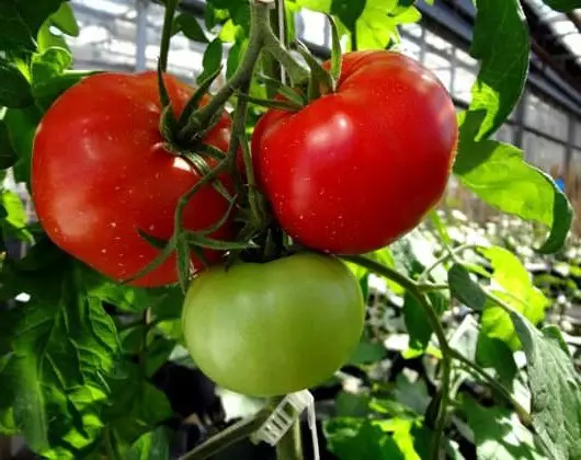 Flowere tomati pọn lori omi