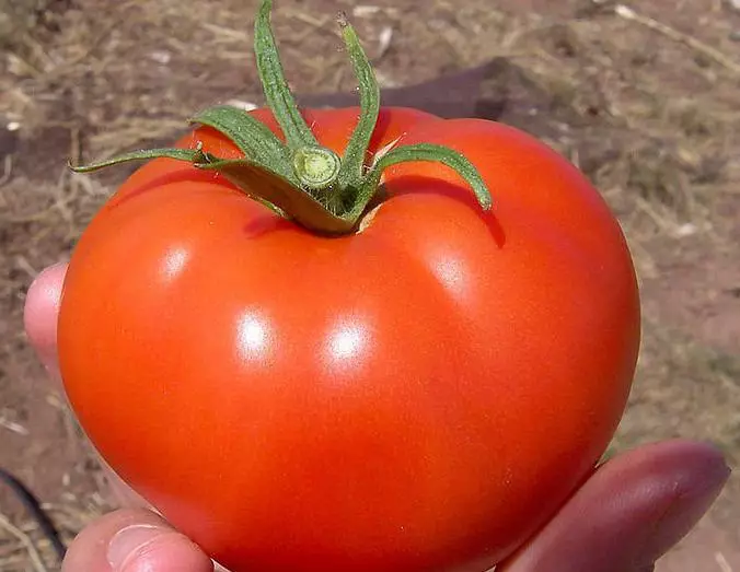 فولغوغراد الطماطم مهدئ على حديقة