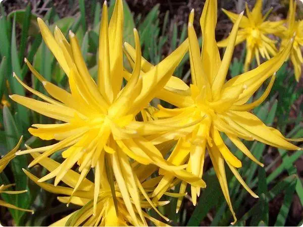 تری Daffodils