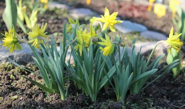 Narcissus in die tuin