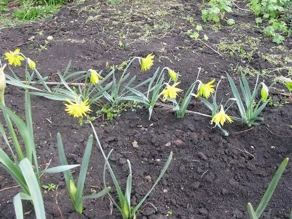 Young Daffodies.