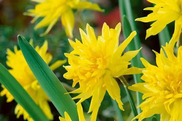 Kvetoucí Narcisov.