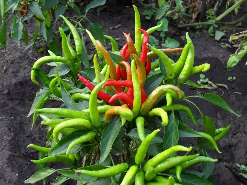 Gorky Pepper იზრდება ბაღში