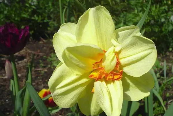 Narcissus flower.