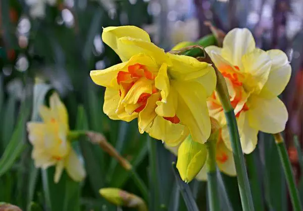 Flores narcissas.