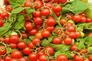 Opis pomidorowej Verig Verge, cechy rosnącego i opieki