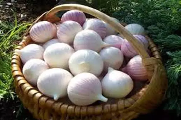 Garlic in basket