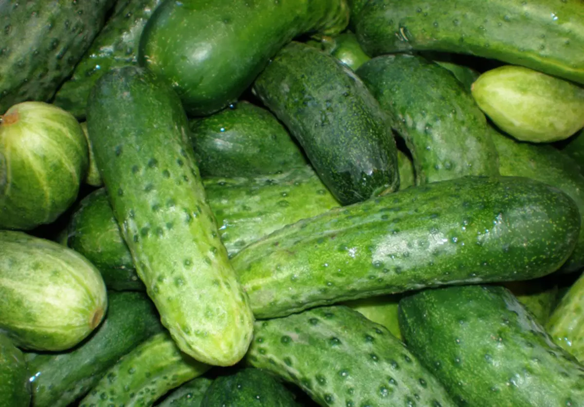 Komkommers groeie