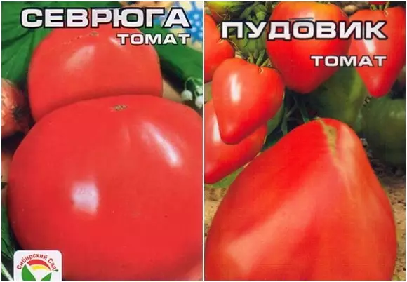 Frön av tomatverev eller pöl