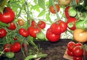 Karakteristično i opis rajčice Babuškino Lukoshko, njegov prinos