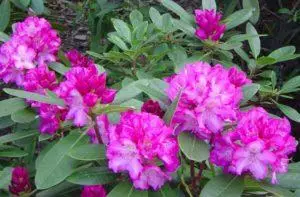 Description and Characteristics of Rhododendon Slices Rasputin, Landing and Care