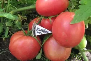 Kuvaus Kyrvalnoplood Tomato Cylias ja sen saanto