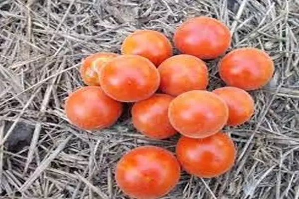 Tomatensoorten en groeien