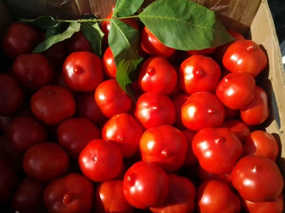 Dėžutės pomidorai
