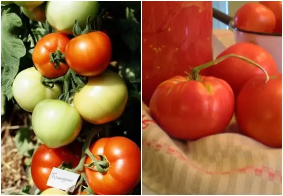 Primadonna Tomato