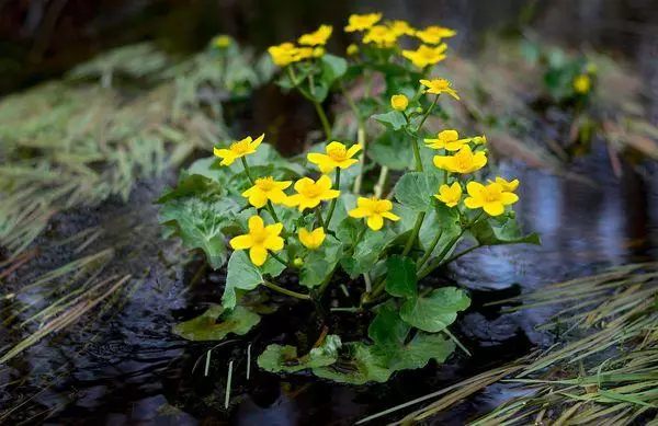 Swamp blomster