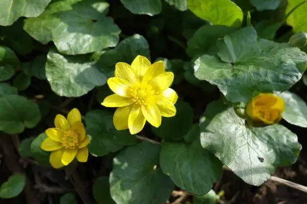 Flower Karuzhnitsa