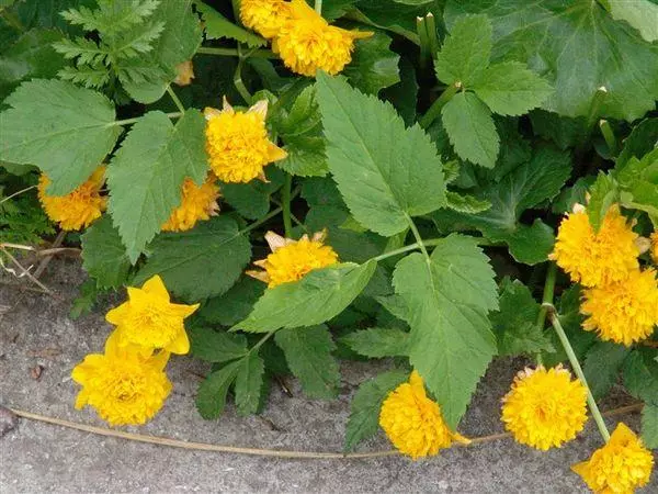 gele bloemen