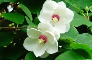 Landing en zorg voor magnolia in open bodem, reproductiemethoden