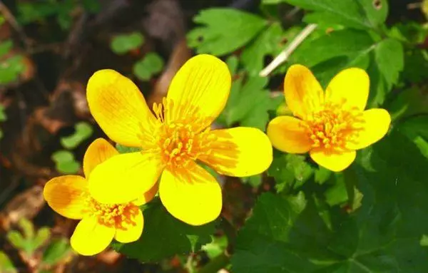 Lule të verdha
