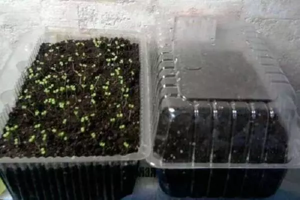 کنٹینر seedlings.