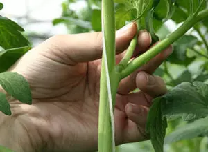 逐步的方案如何在溫室中正確包裝西紅柿