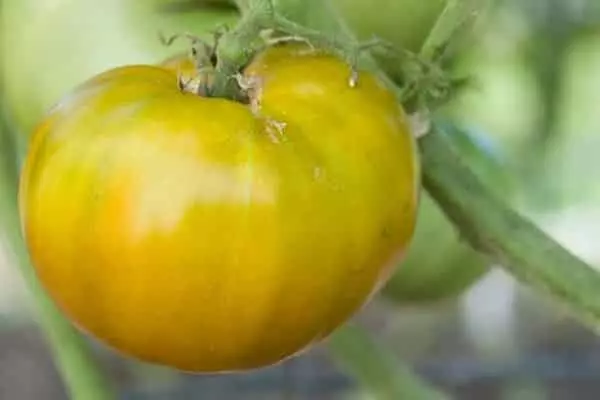 番茄切諾基綠色番茄等級，種植和護理的特徵