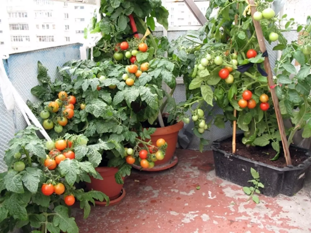 Tomatoj en poto sur la balkono