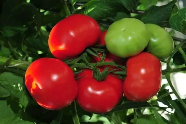 Tomater markerer