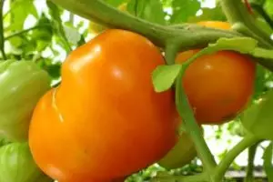 Karakteristisk og beskrivelse af et tomatklasse orange hjerte (liskin næse), dets udbytte