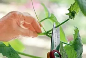 Come imballare correttamente i cetrioli nel suolo aperto e della serra