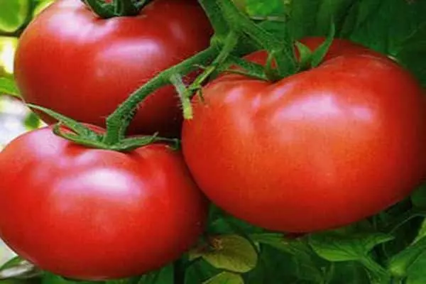 Tomato Pag-atiman kaniya