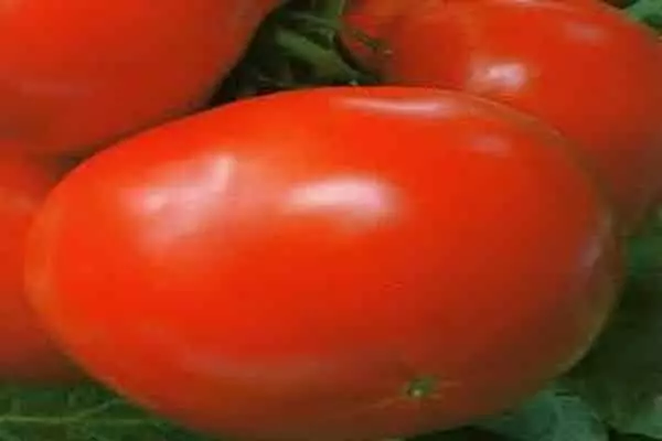 番茄生长