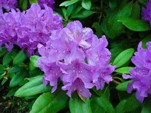 70 spesies dan varietas rhododendron dengan deskripsi dan karakteristik