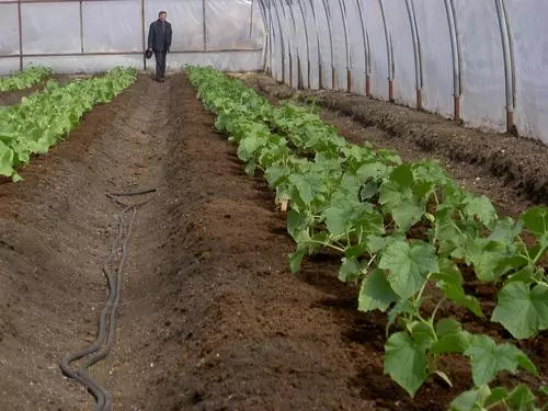 Cucumbers grow in a greenhouse