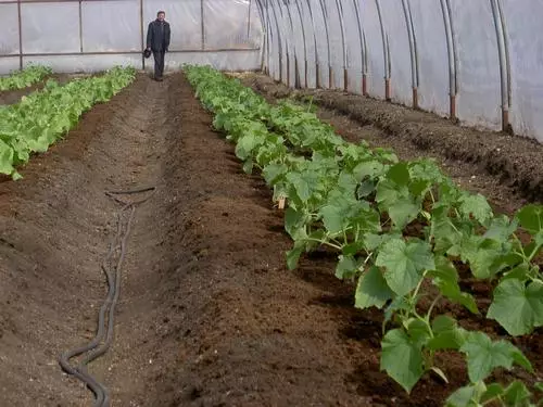 Ang mga pipino ay lumalaki sa isang greenhouse