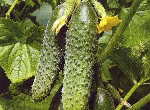 Cucumber Courage