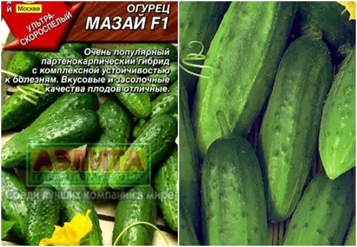 Mazay F1 Cucumber