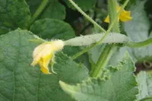 Why poorly grow cucumbers in the open ground and greenhouse what to do