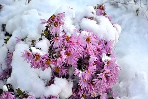 Bunga di bawah salju